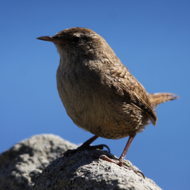 Morgithology: St Kilda Wren 4 April 2013