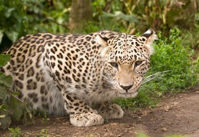 AJORBAHMAN'S COLLECTION: PERSIAN LEOPARD PROJECT IN IRAN / Efforts to ...