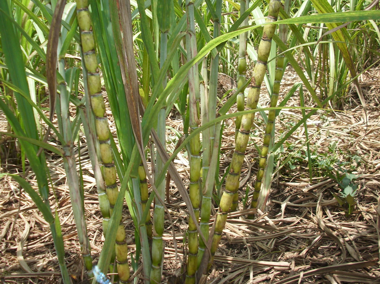 Selanjutnya kita jalan-jalan kekebun tebu wak Acong yang berlokasi di ...