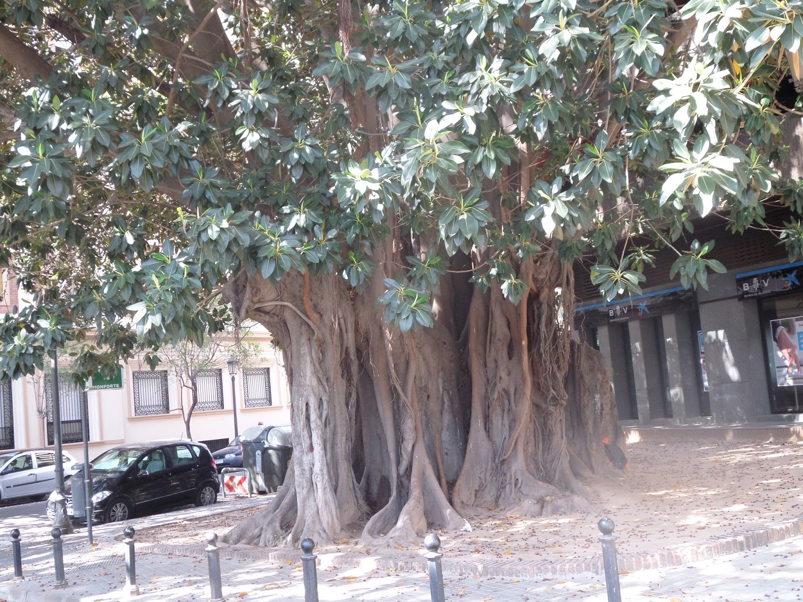 Els colors de la terra: Ficus monumentals de la ciutat de València ...