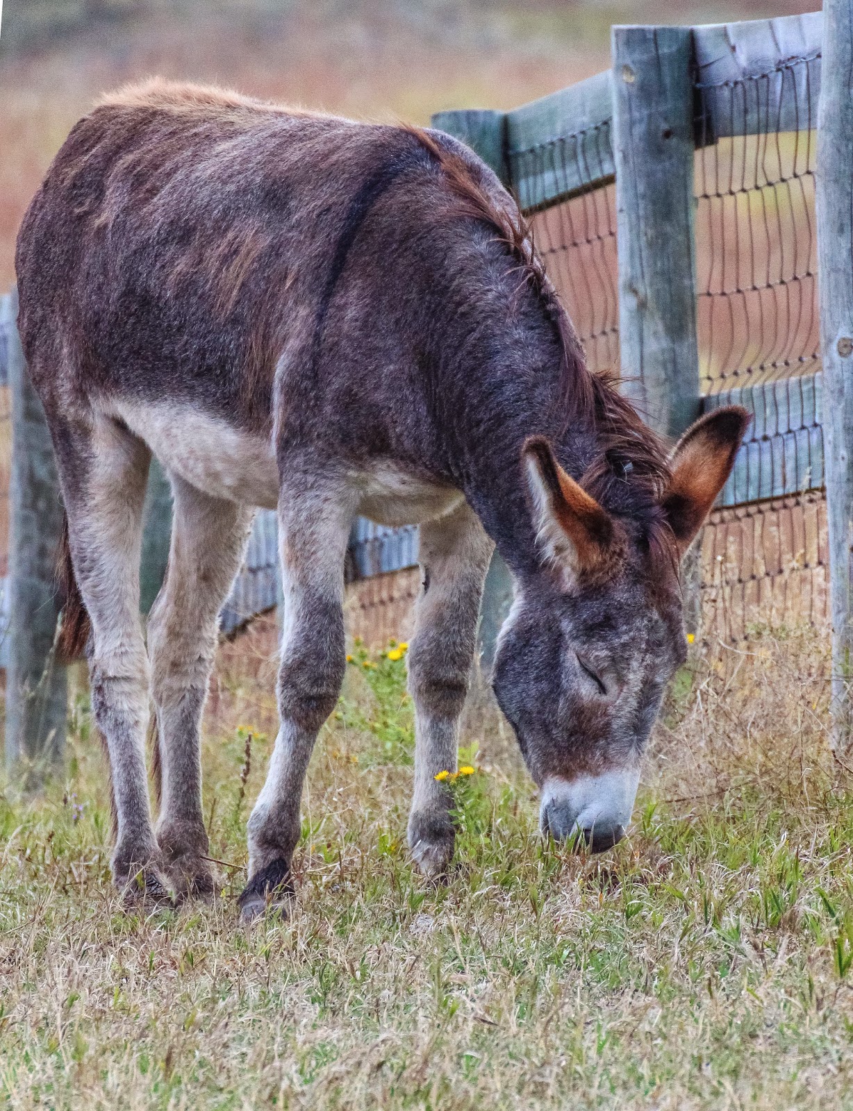 Cannundrums: Wild Burro - South Dakota