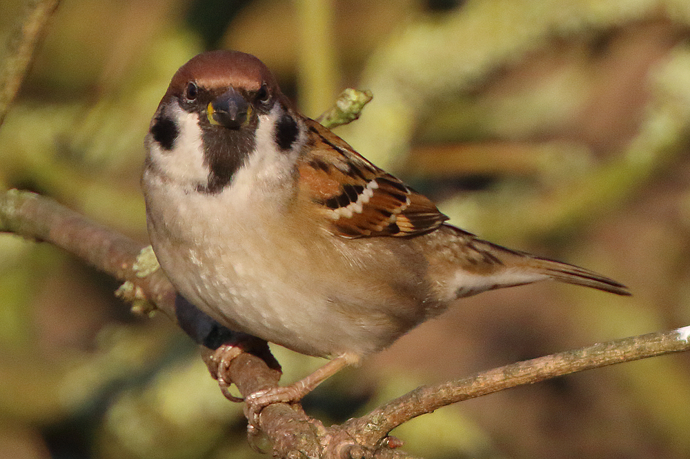 CAMBRIDGESHIRE BIRD CLUB GALLERY: Tree Sparrow