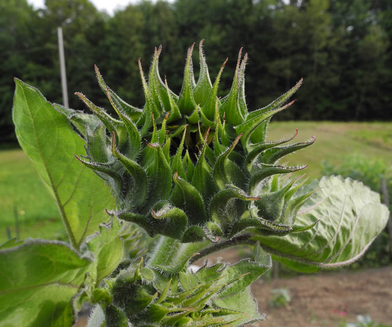 Studio and Garden: The Sunflower's Swirling Sepals