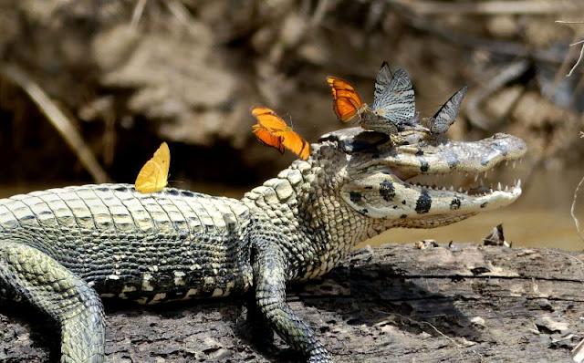 White Wolf : Caiman is so happy being surrounded by butterflies he can ...