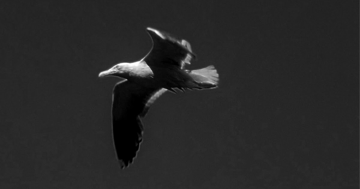 Seagulls At Night by Joanne Olivieri