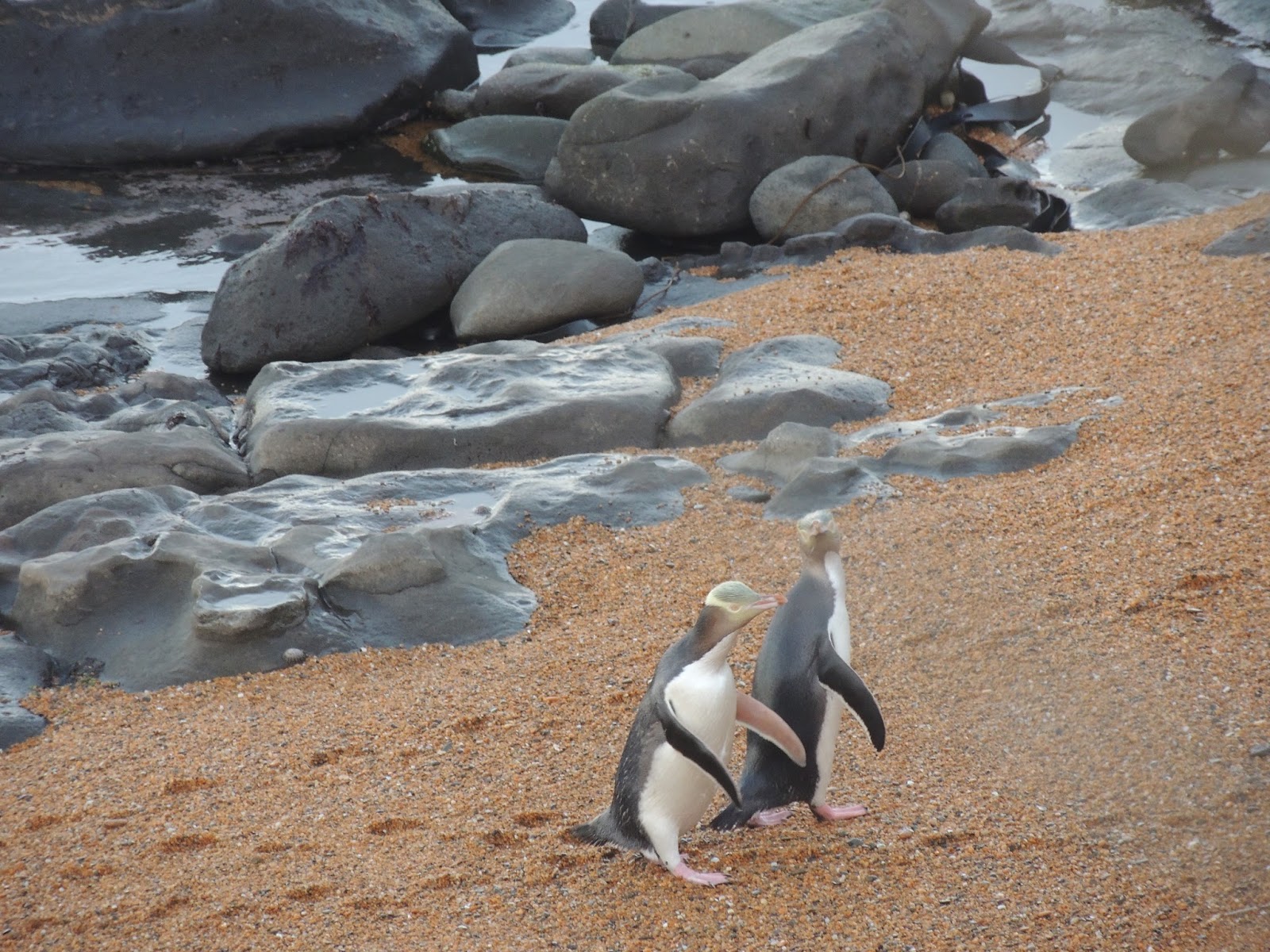 THE ROAD TAKEN : Hoiho: Yellow-Eyed Penguins