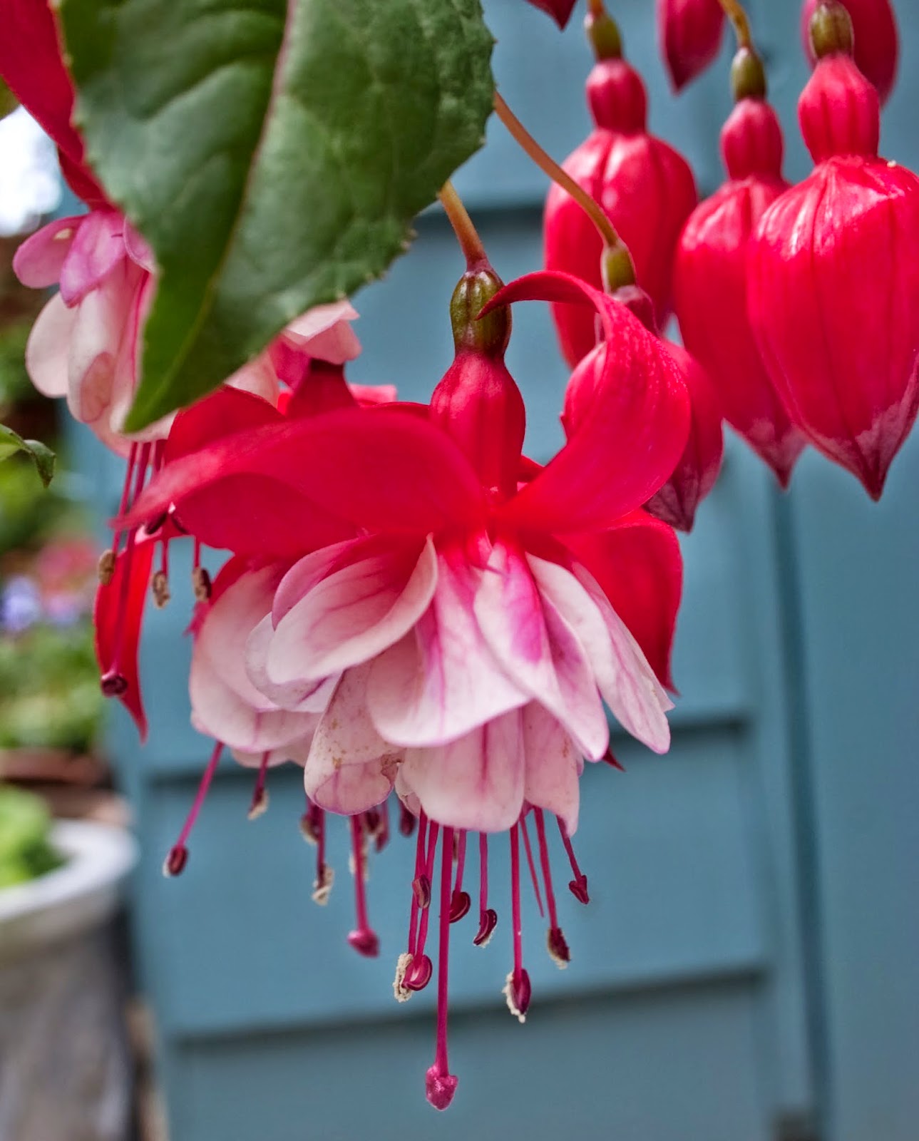 FUCHSIA photos - wallpapers | the fun bank