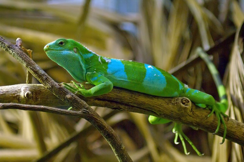 Zach and Apollo the iguana: Types of iguanas