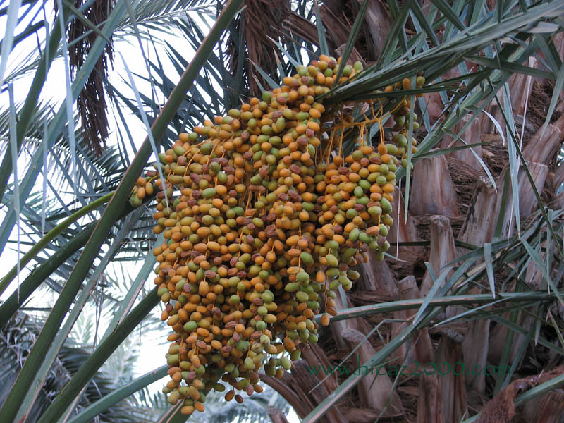 Wiki trend: Bilinmeyen Yönleriyle Hurma