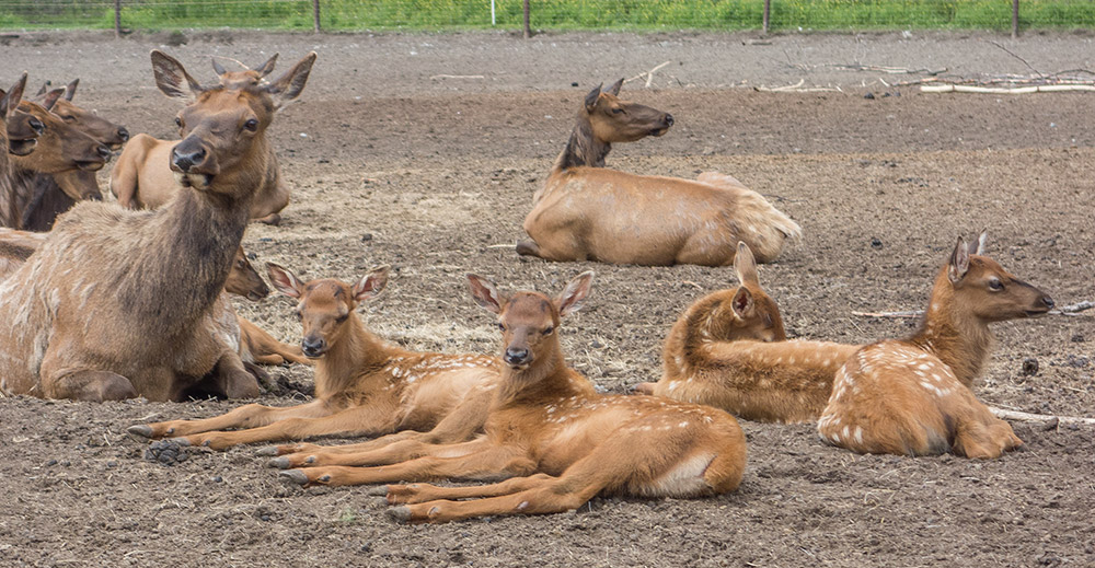 Merikay's Dream : Thoughts about Alaska, and a Reindeer Farm