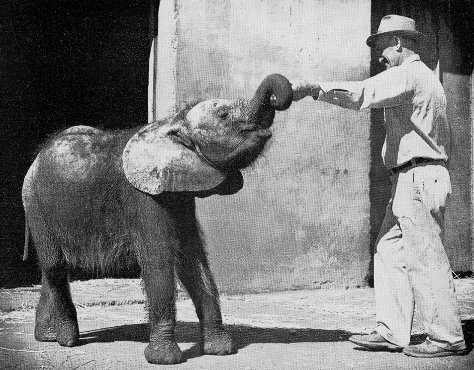 The Circus "NO SPIN ZONE": Peaches--San Diego Zoo's First Elephant