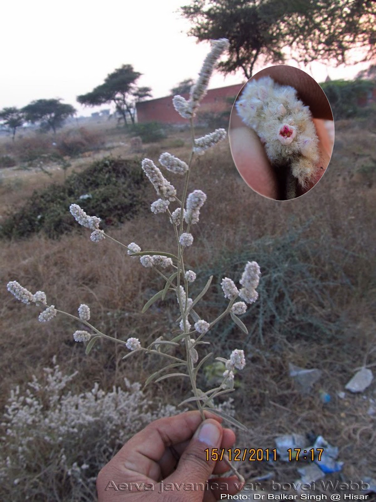 Medicinal Plants: Aerva javanica Javanese Wool Plant