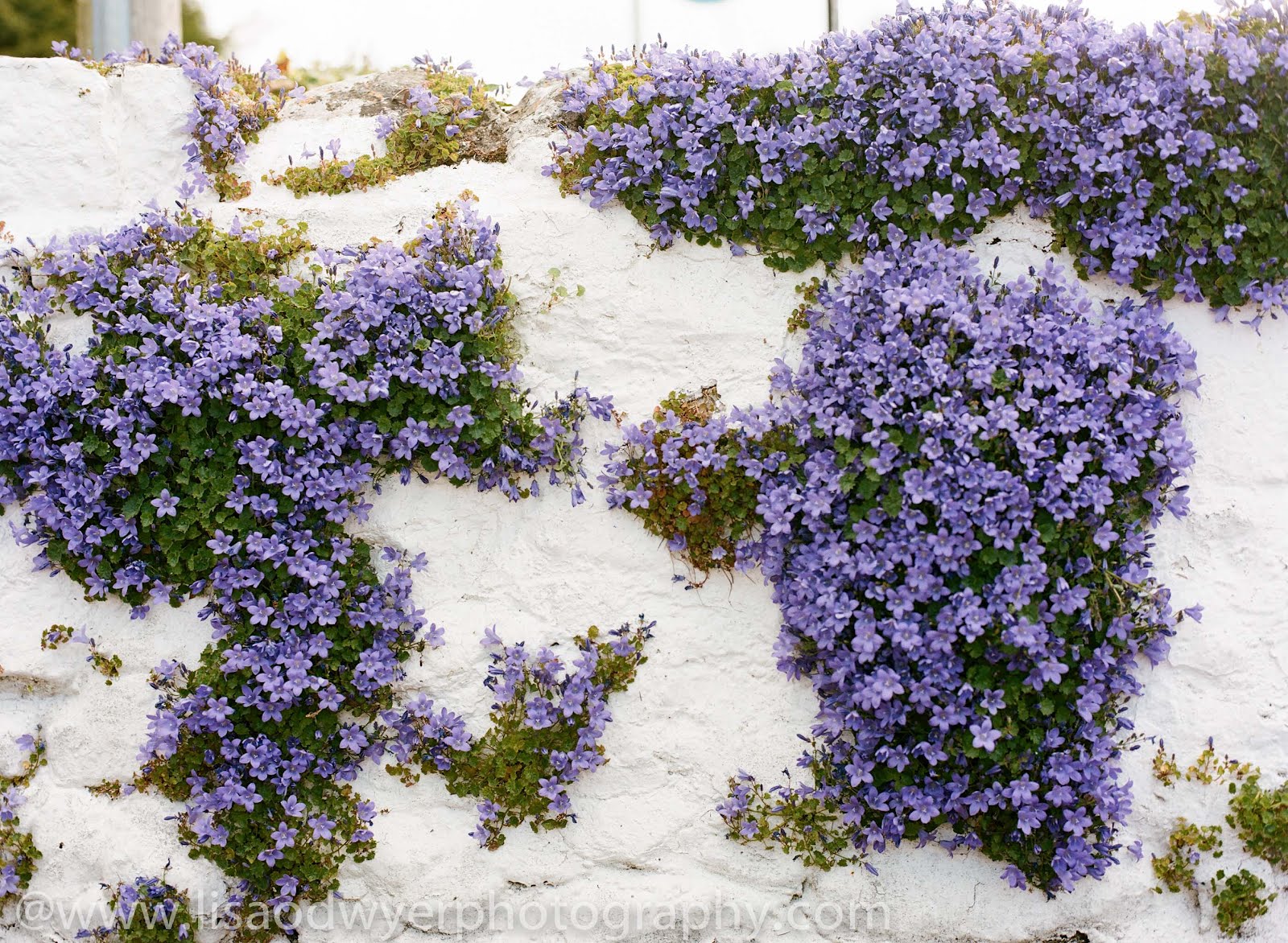 Lisa O'Dwyer Photography, Artistic Photography in Co. Kildare Ireland ...