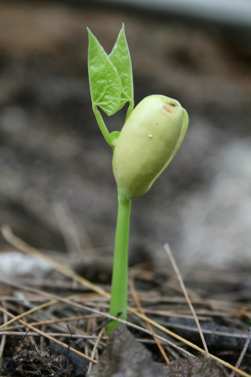 Faces of Nature: A Year of Twenty at Guam National Wildlife Refuge
