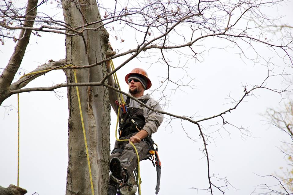 MEC&F Expert Engineers : OSHA opens investigation into death of tree ...
