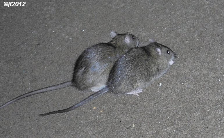 Simply Superb Swans: River Rats