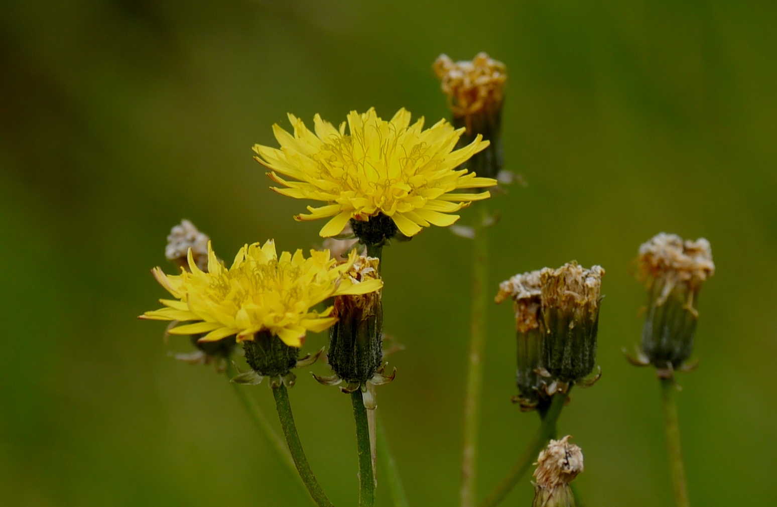Instantes botánicos: Crepis vesicaria