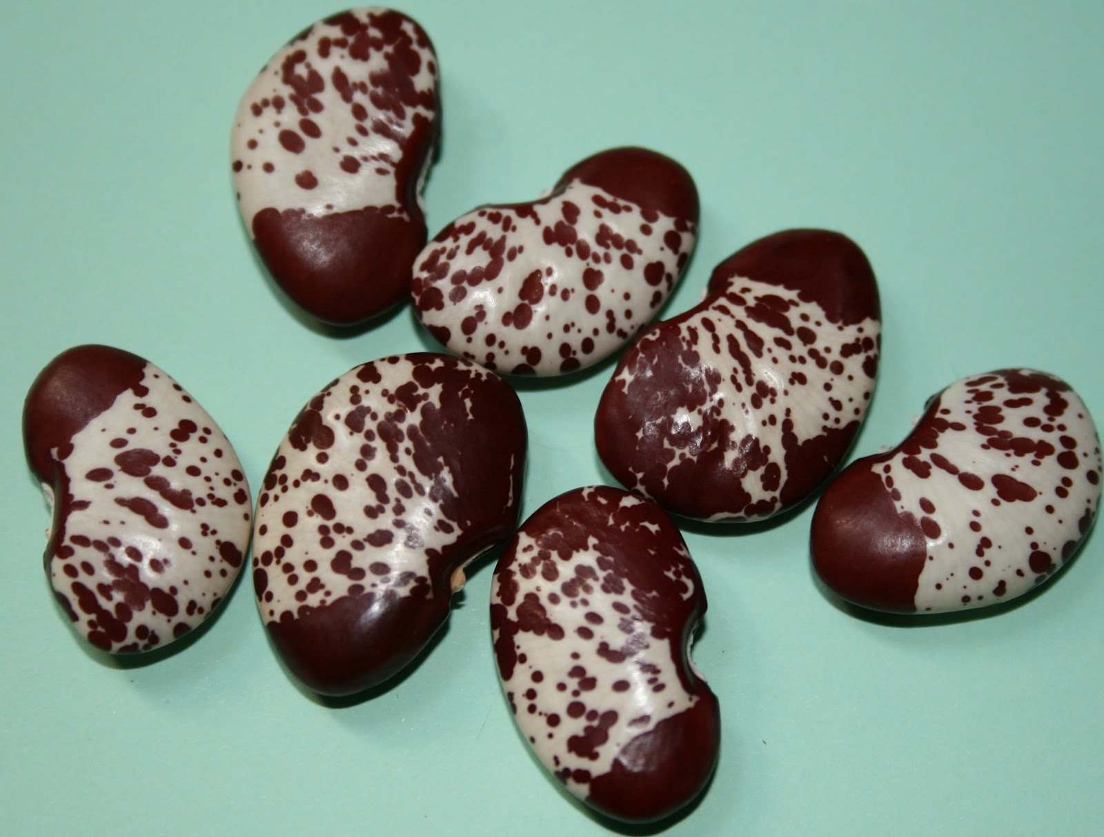 Allotment: From Plan to Plot to Platter: Growing and Using Beans for ...