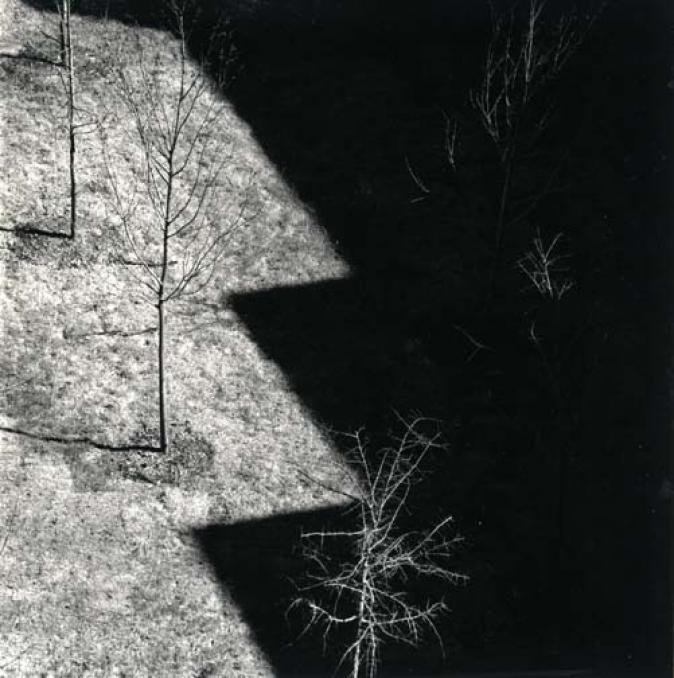 DRAGON: Harry Callahan / One of the most influential photographers