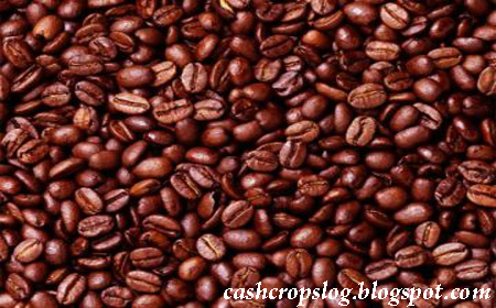 Cash Crops log: Coffee is one of the Indian Cash crops