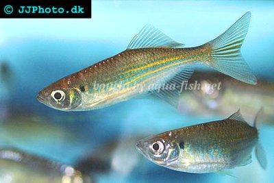 The Beauty of Underwater: Danio