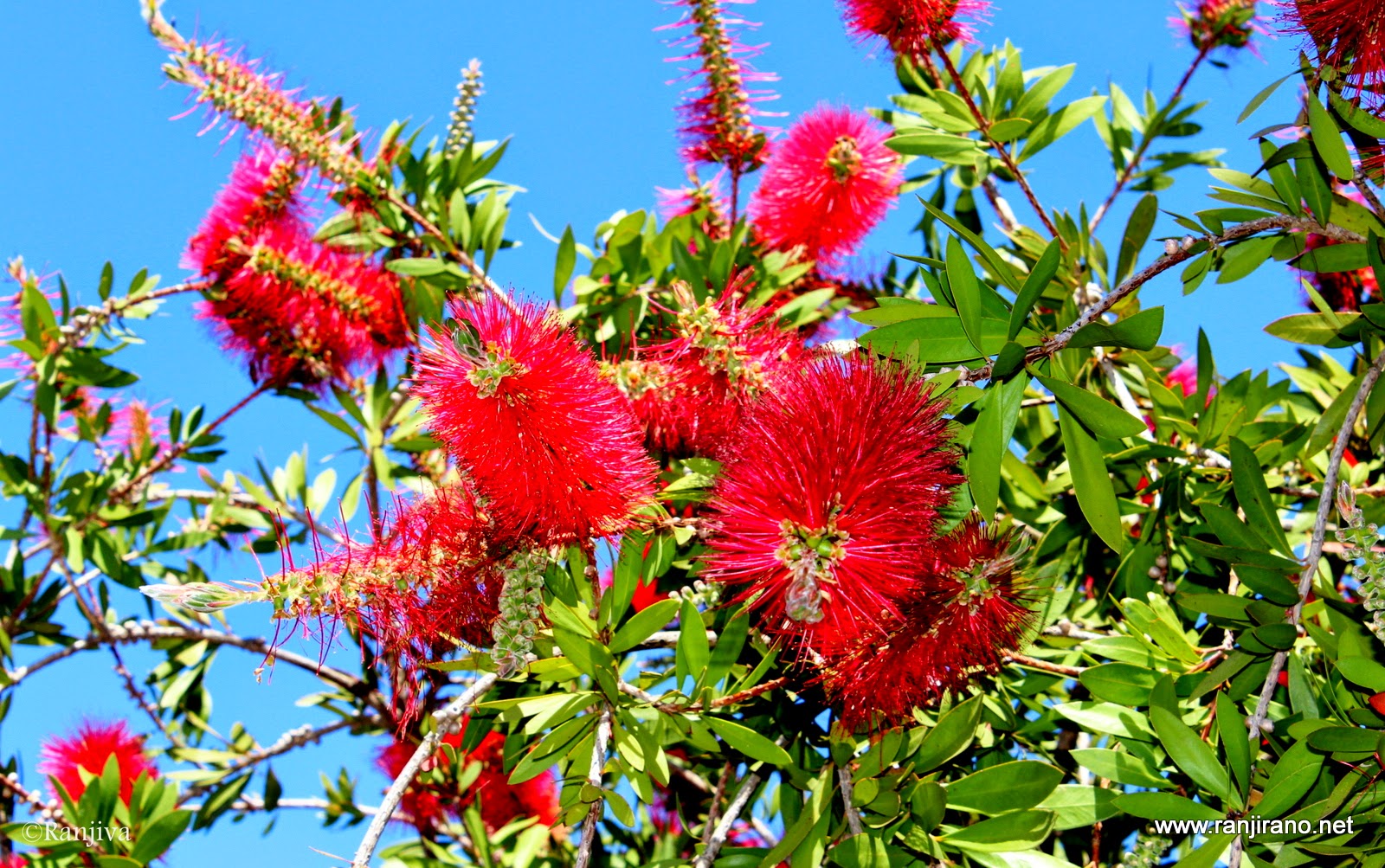 L'éblouissant callistemon rouge pour saluer l'été... | Paysages et ...