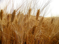 cook around apulia: RICETTA 2: il grano