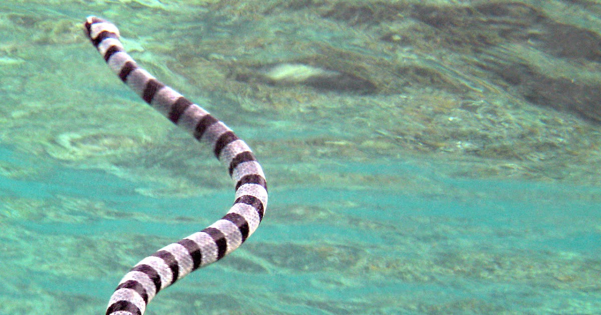 Colubrine Sea Krait | Earth Blog