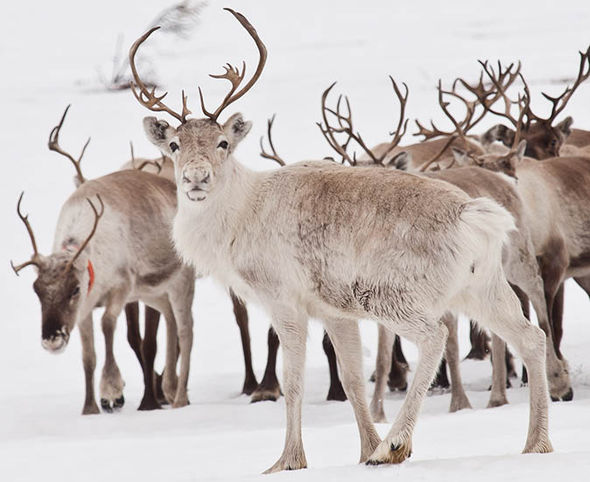 Top 20 Beutiful Animal Reindeer hd wallpapers - Download Free Hd Wallpapers