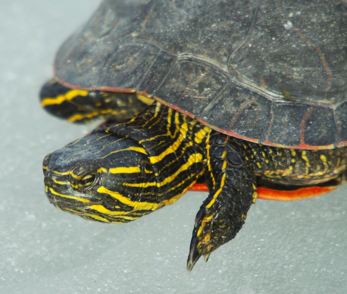 All of Nature: Turtle on Ice