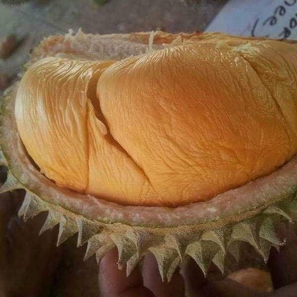 Berita TV Malaysia: Baby Ochee 10pokok rm300 For Sale