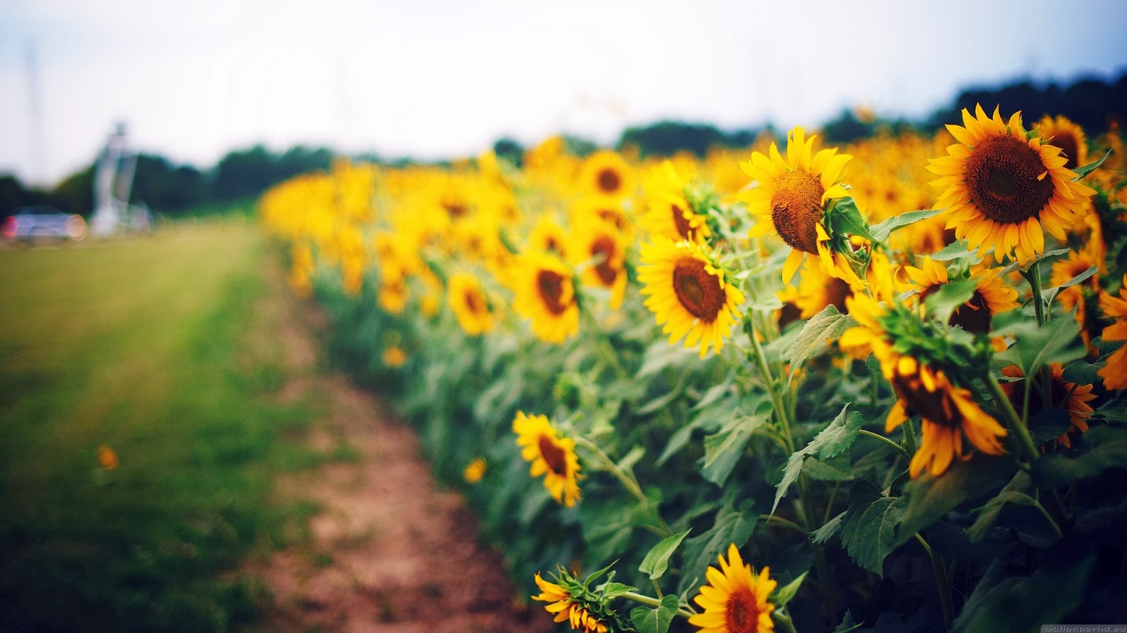 44 Sun Flowers High Resolution Stock Photo
