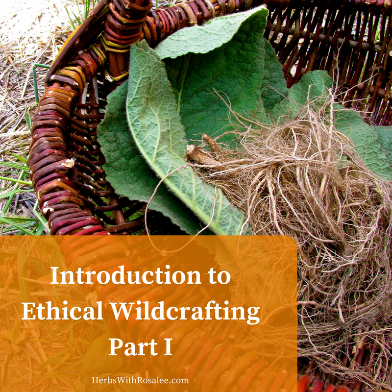 Methow Valley Herbs: Wildcrafting Part II - Why Wildcraft?