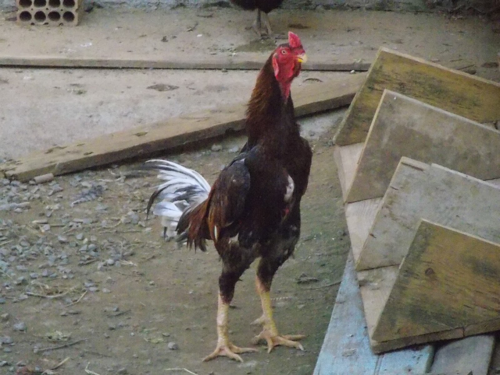 Galo Indio Gigante - Itajubá: Apresentação