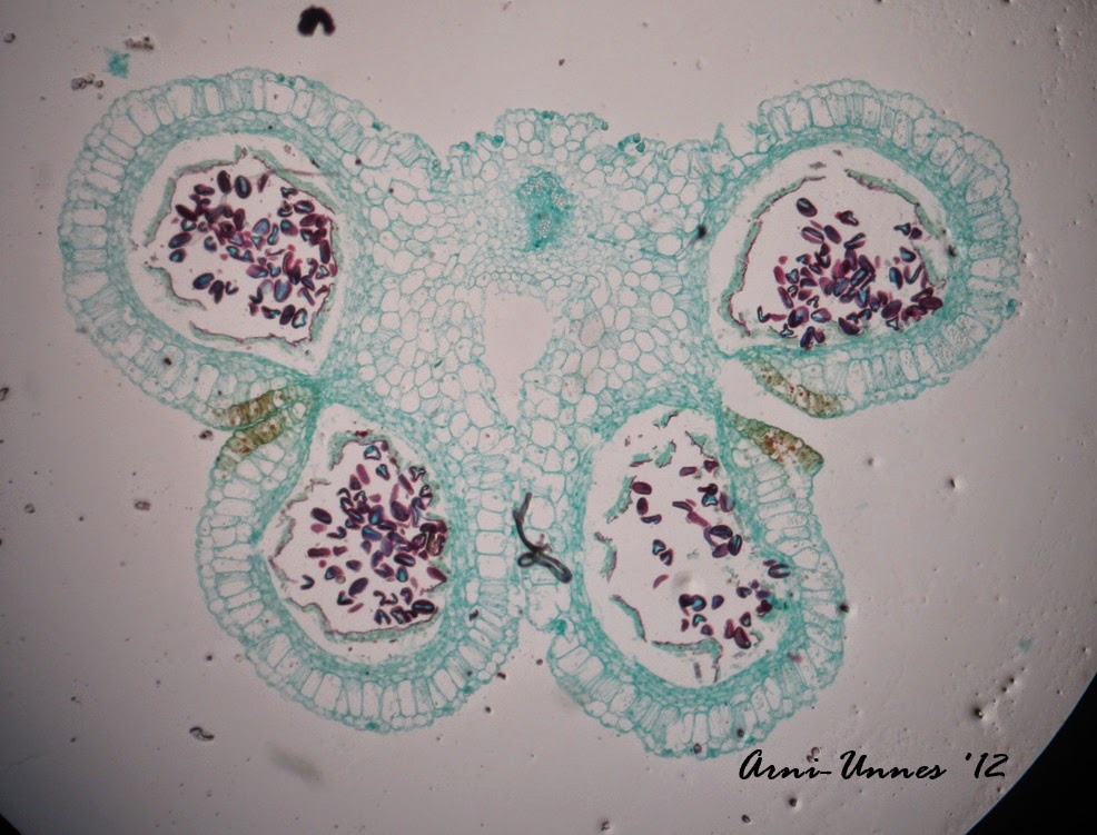 Biology of Animals and Plants: ANATOMI TUMBUHAN