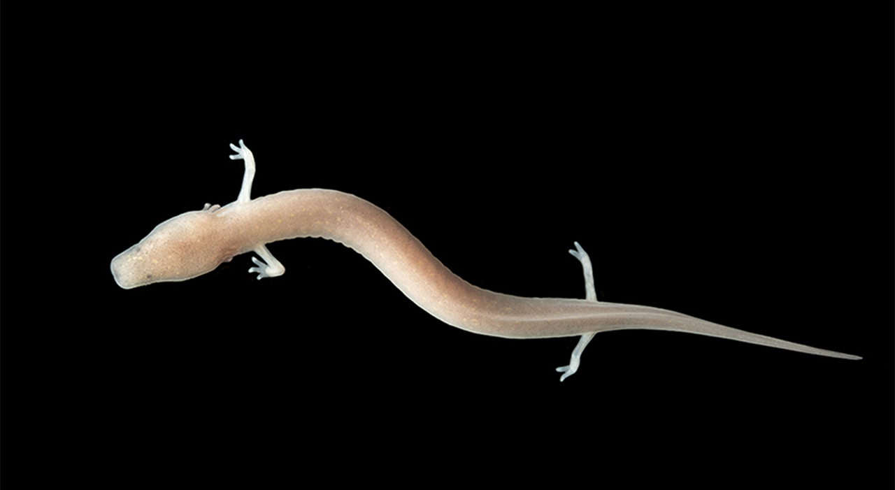 Kryptozoologi: Riktiga drakar: Olm (Proteus anguinus)