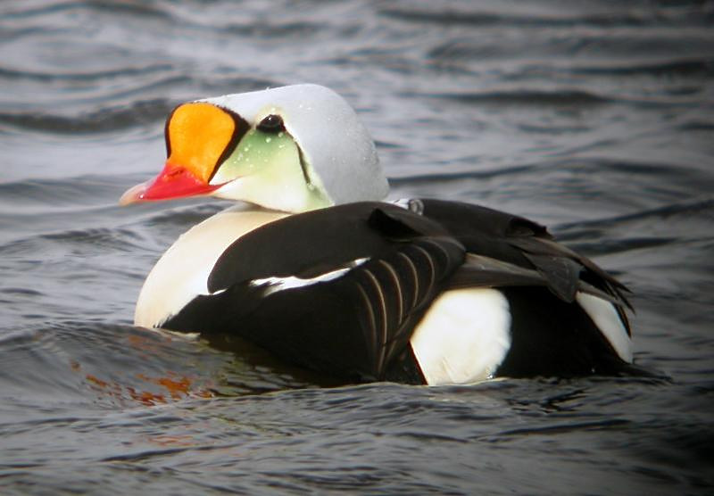 A Rebel, A King and the Bering Sea: The King Eider (Somateria spectabilis)