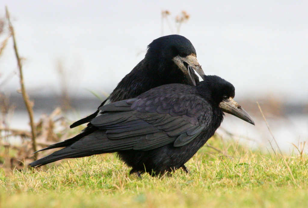 A life at the shoreline. .. by Jeff Copner : Amorous Rook
