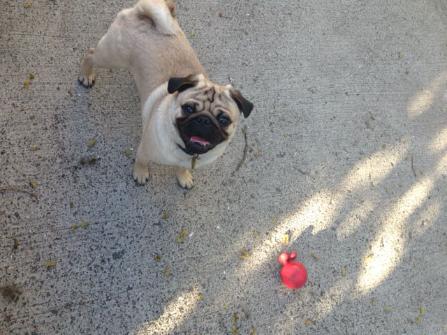 Urban Hounds: How to Teach a Pug to Fetch