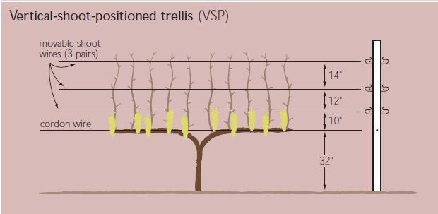 EnoViti: All About Trellising (But Were Afraid To Ask)