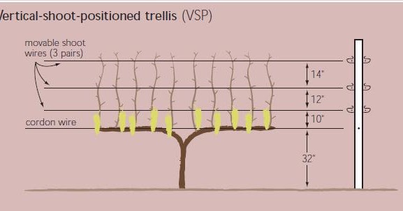 EnoViti: All About Trellising (But Were Afraid To Ask)