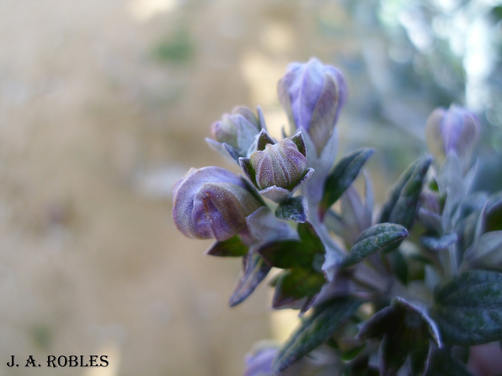 Silencio verde, la vida...: Teucrium fruticans (olivilla, teucrio)