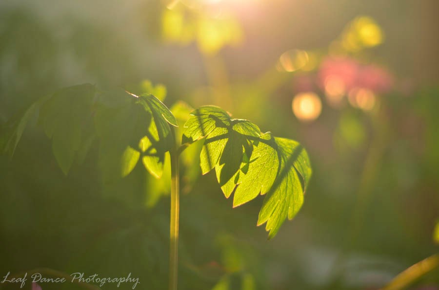 Leaf Dance Photography: This is the Feel of Spring // In Evening Light