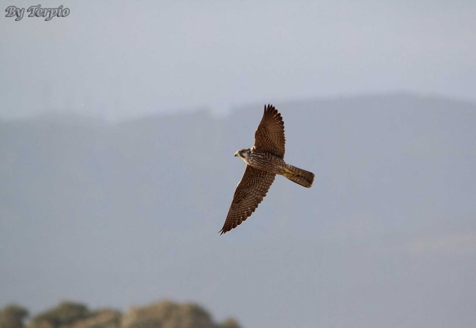 Viajes, Salidas, Naturaleza, (Fotografía).: Halcón Peregrino (Falco ...