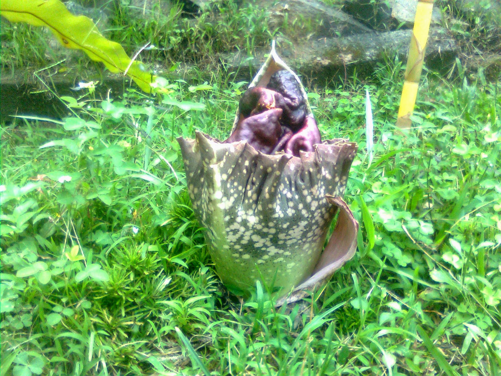 kidaran කිඩාරන්: Kidaran Mala කිඩාරන් මල