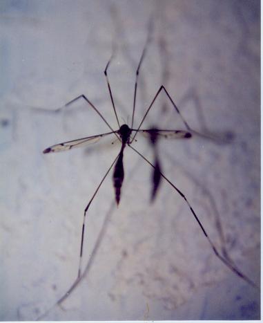 Living with Nature - School on Blog by Dr. Abercio V. Rotor: UST GS ...