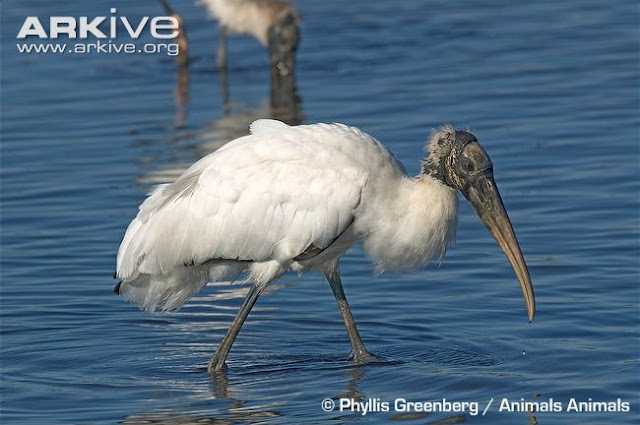 Hewan Unggas - Burung Bangau | Khusus Dewasa