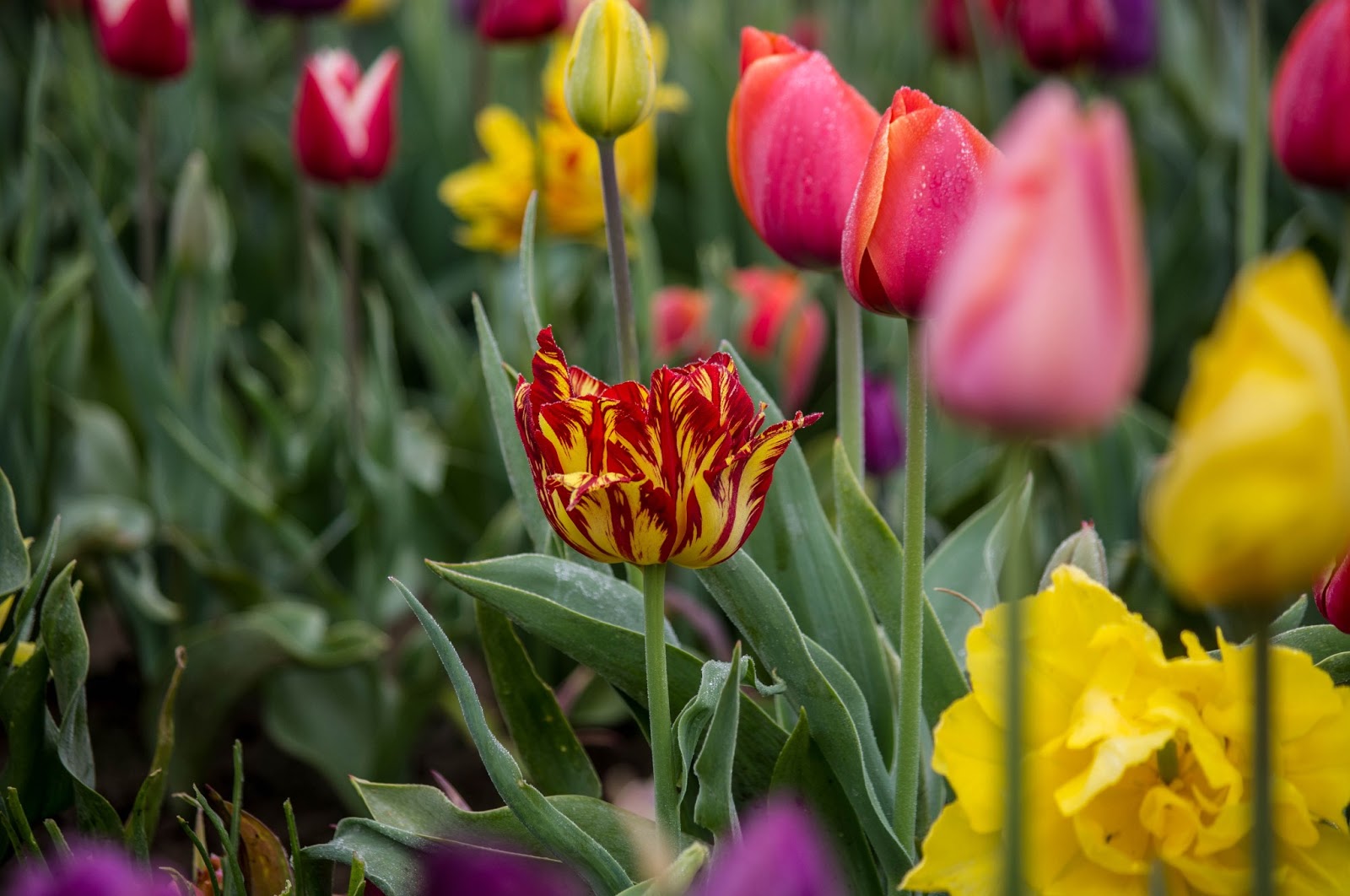 Thom Zehrfeld Photography : Tulip Pictures