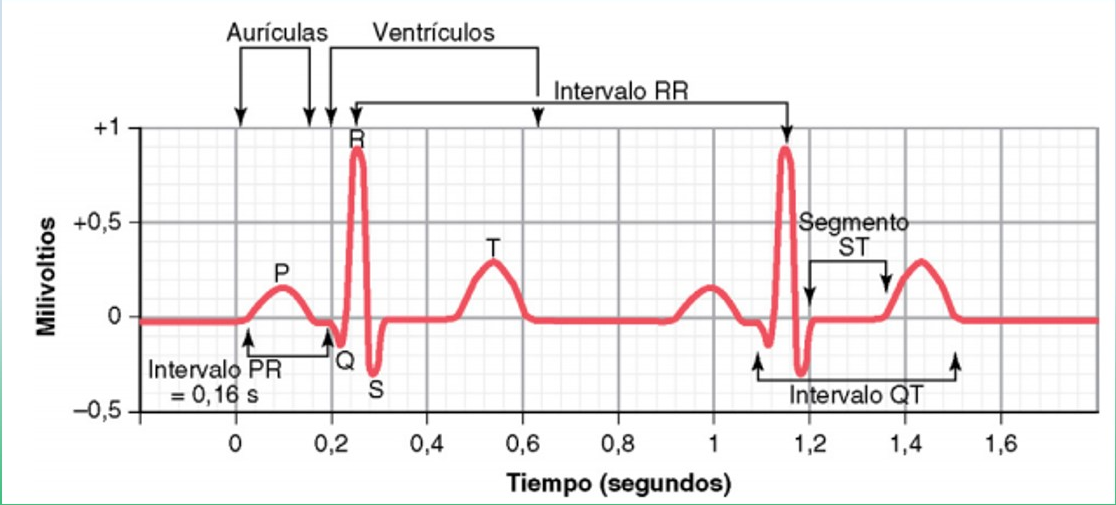 electrocardiograma