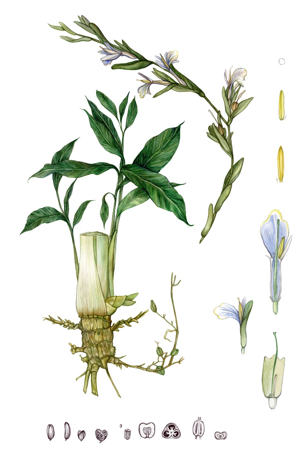 Elettaria cardamomum - Teresa Neppi